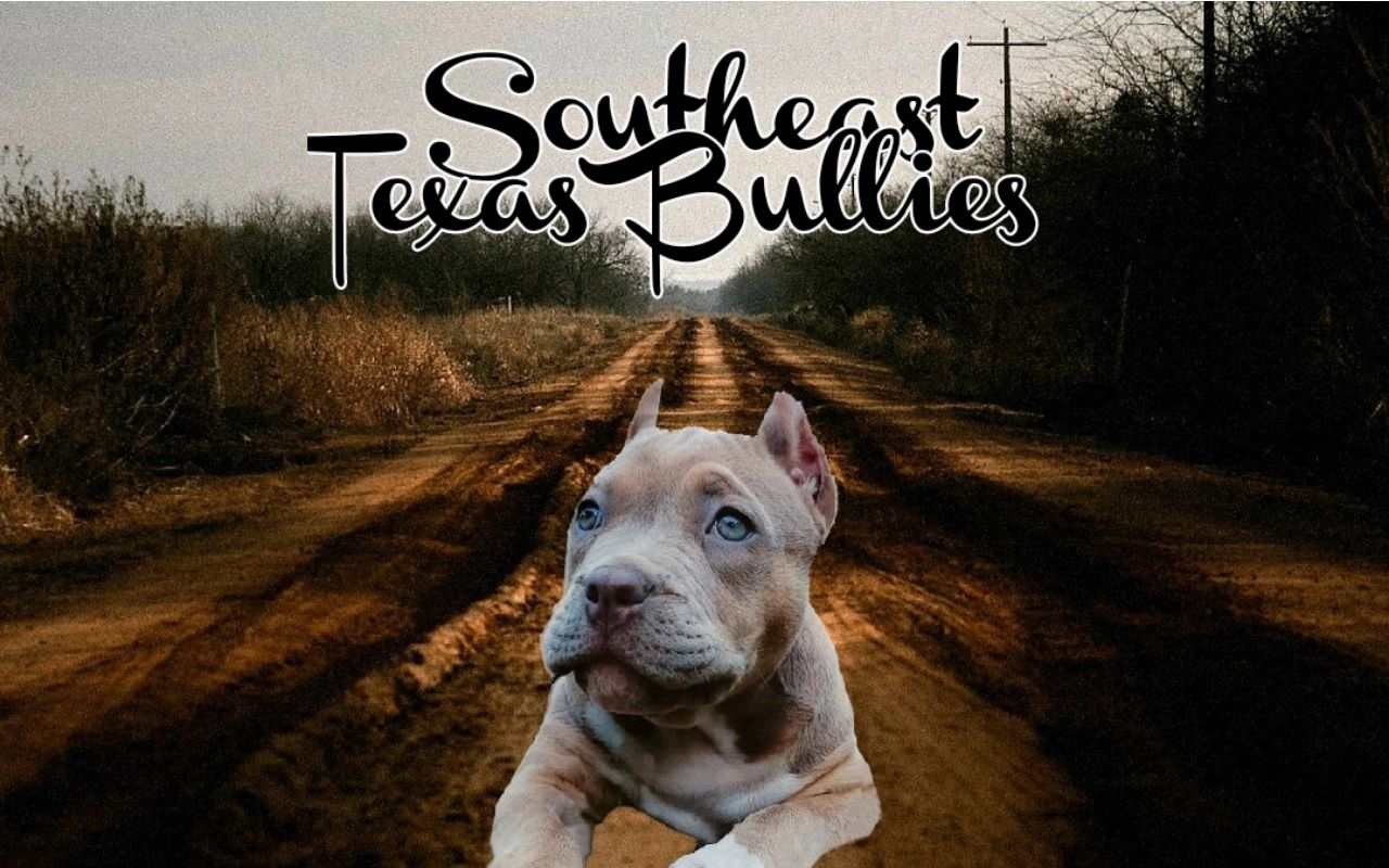 Our DNA | Southeast Texas Bullies