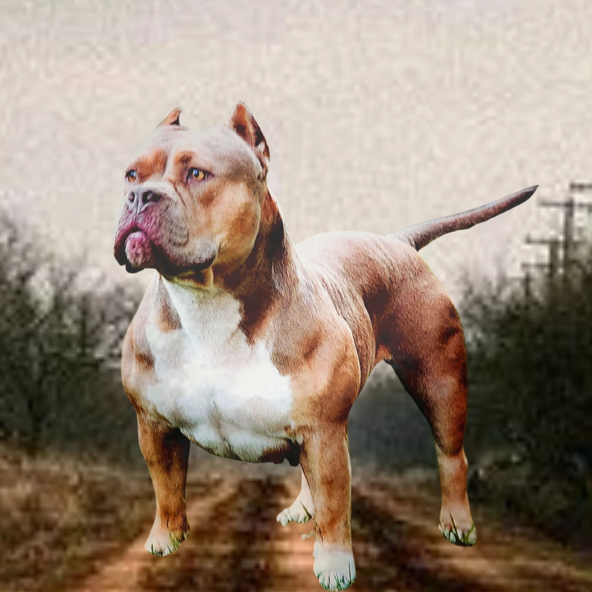 Southeast Texas Bullies - Abkc, Abkc, American Bullies, Breeder