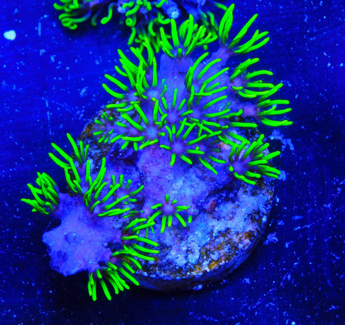 Toxic Green Star Polyps WYSIWYG