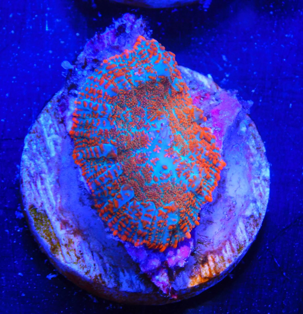 Superman Rhodactis Mushroom WYSIWYG