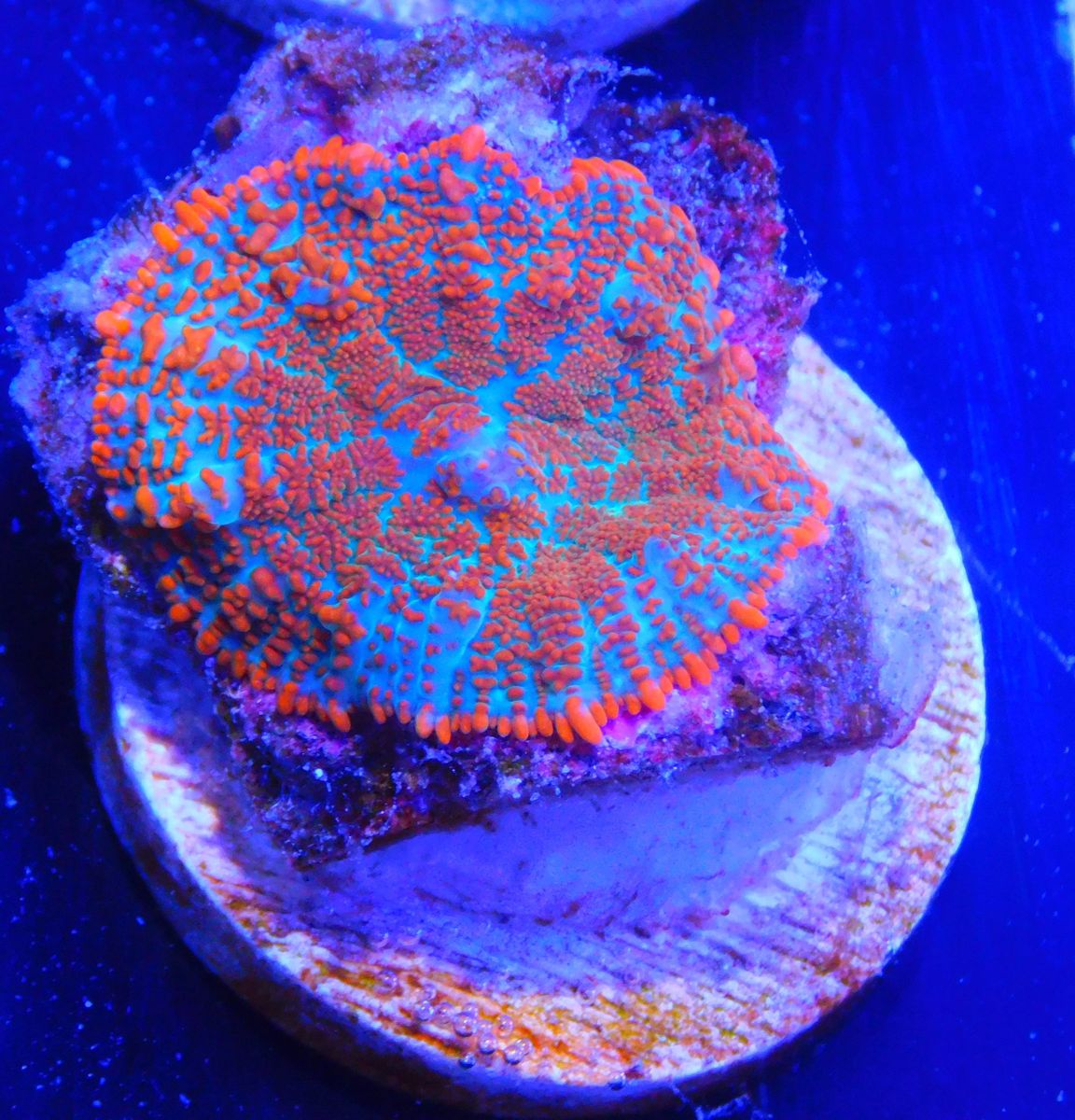 Superman Rhodactis Mushroom WYSIWYG