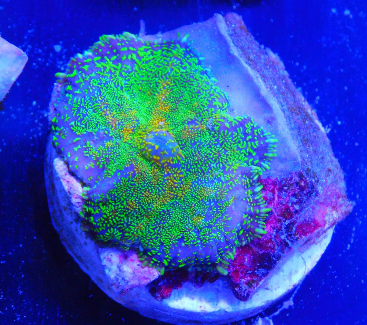 Green Rhodactis Mushroom WYSIWYG