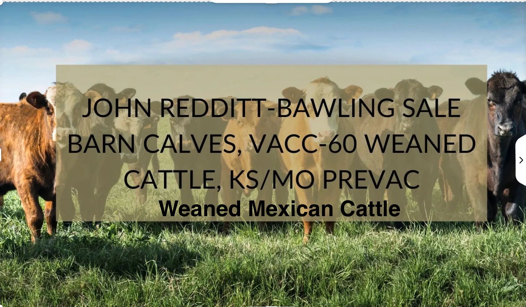 Feeding Cattle: Tips and Strategies | Fresh Stocker Cattle