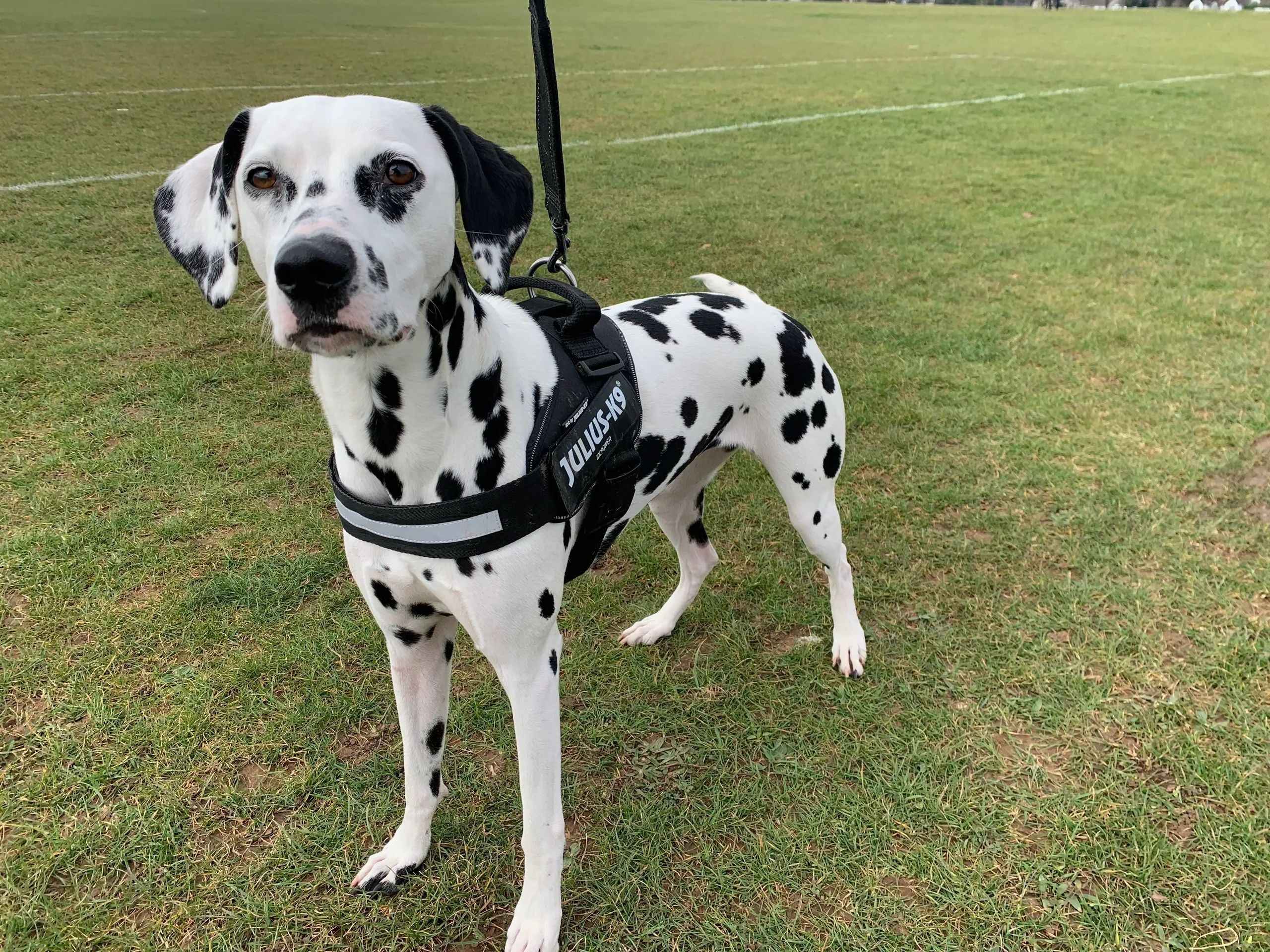 The Dotty Dog - dog walking and pet care services Henleaze, Bristol ...