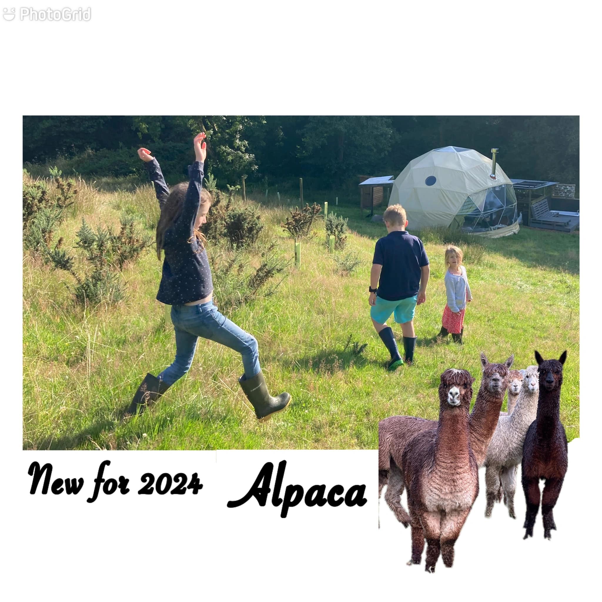 Frowen Fields - Glamping, Campground, Camping, Glamping