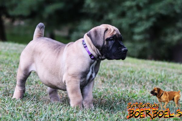Barbarian Boerboels - Boerboel Puppies, Boerboel Breeders, Boerboels ...