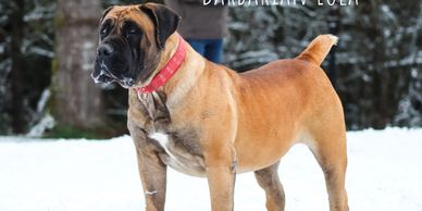 BARBARIAN CHAMPIONS | Barbarian Boerboels