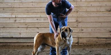THE BOERBOEL BREED | Barbarian Boerboels