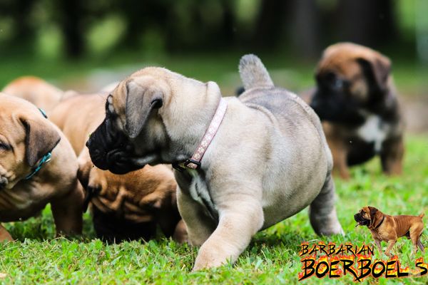 Barbarian Boerboels - Boerboel Puppies, Boerboel Breeders, Boerboels ...