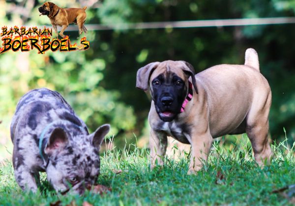 Barbarian Boerboels - Boerboel Puppies, Boerboel Breeders, Boerboels ...