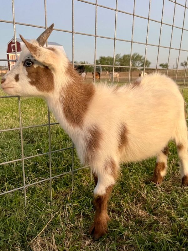 Texas Goat Farm - Hurtado Farms