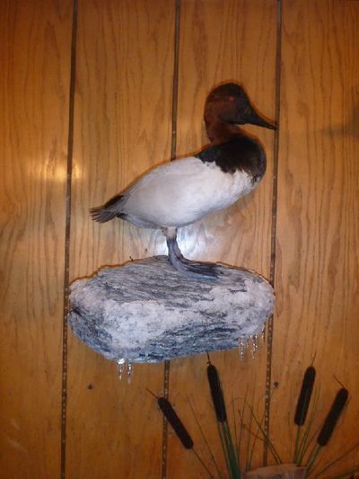 Nature's Image Taxidermy, Inc. - Taxidermy - Lombard, Illinois | Nature ...
