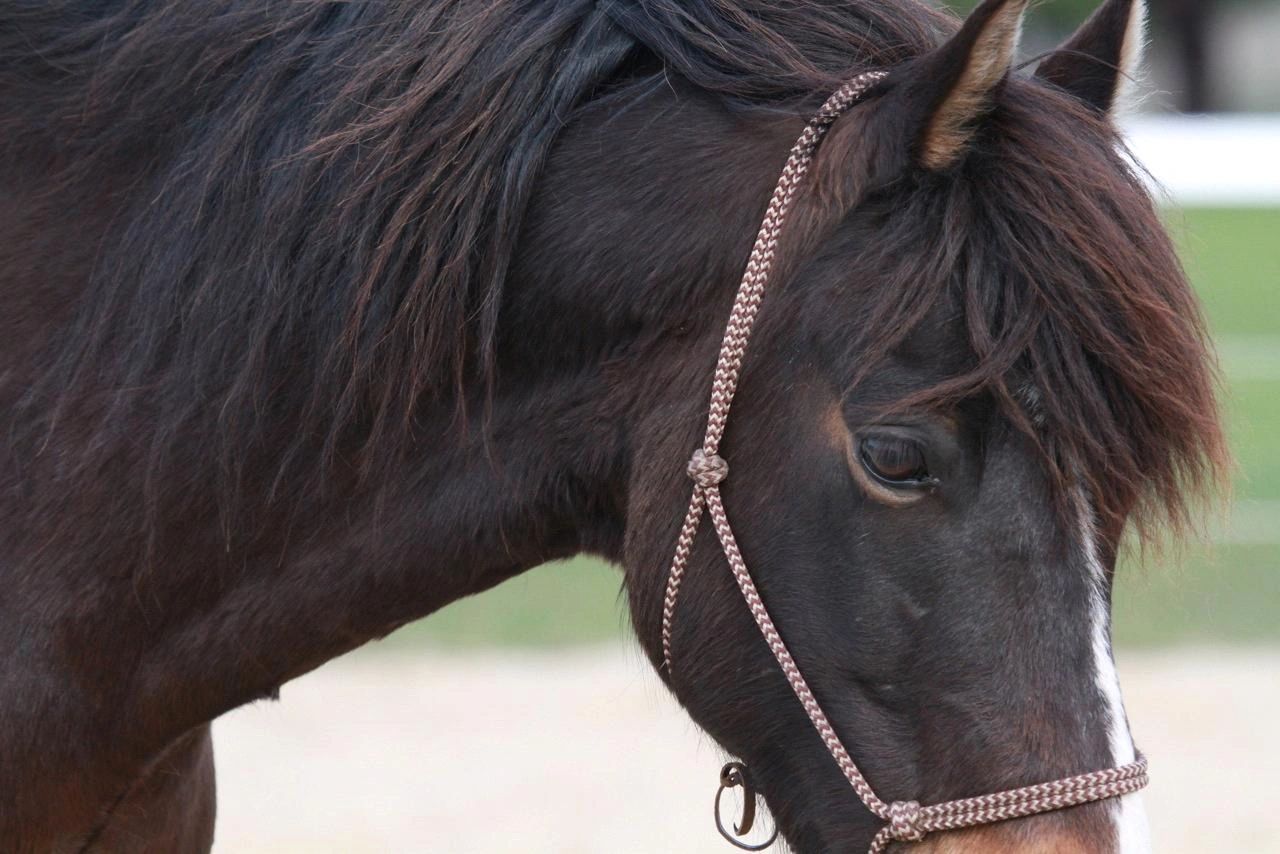 Equine Assisted Learning - Equine Konnect