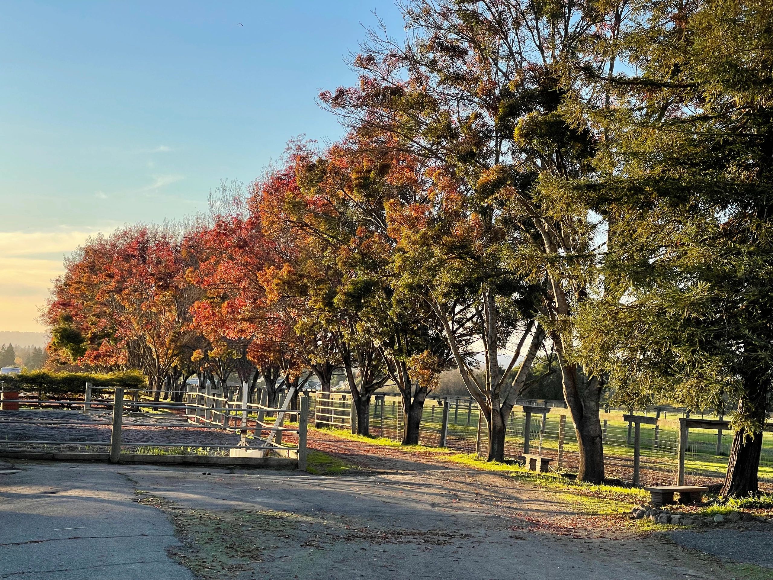PETALUMA HILL STABLES - Horse Boarding Stables, Riding Lessons