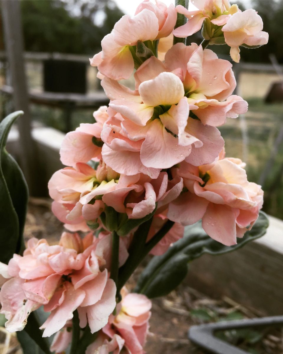 Stock Giant Column Flower - Apricot