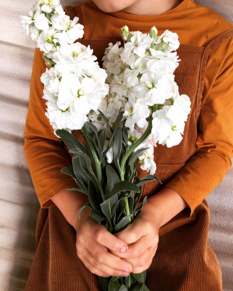 Stock Giant Column Flower - White