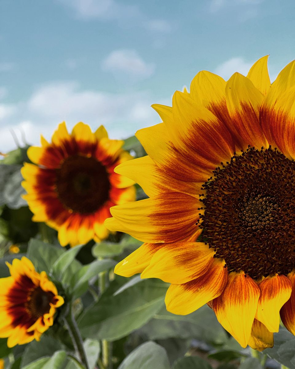 Solar Eclipse Sunflower