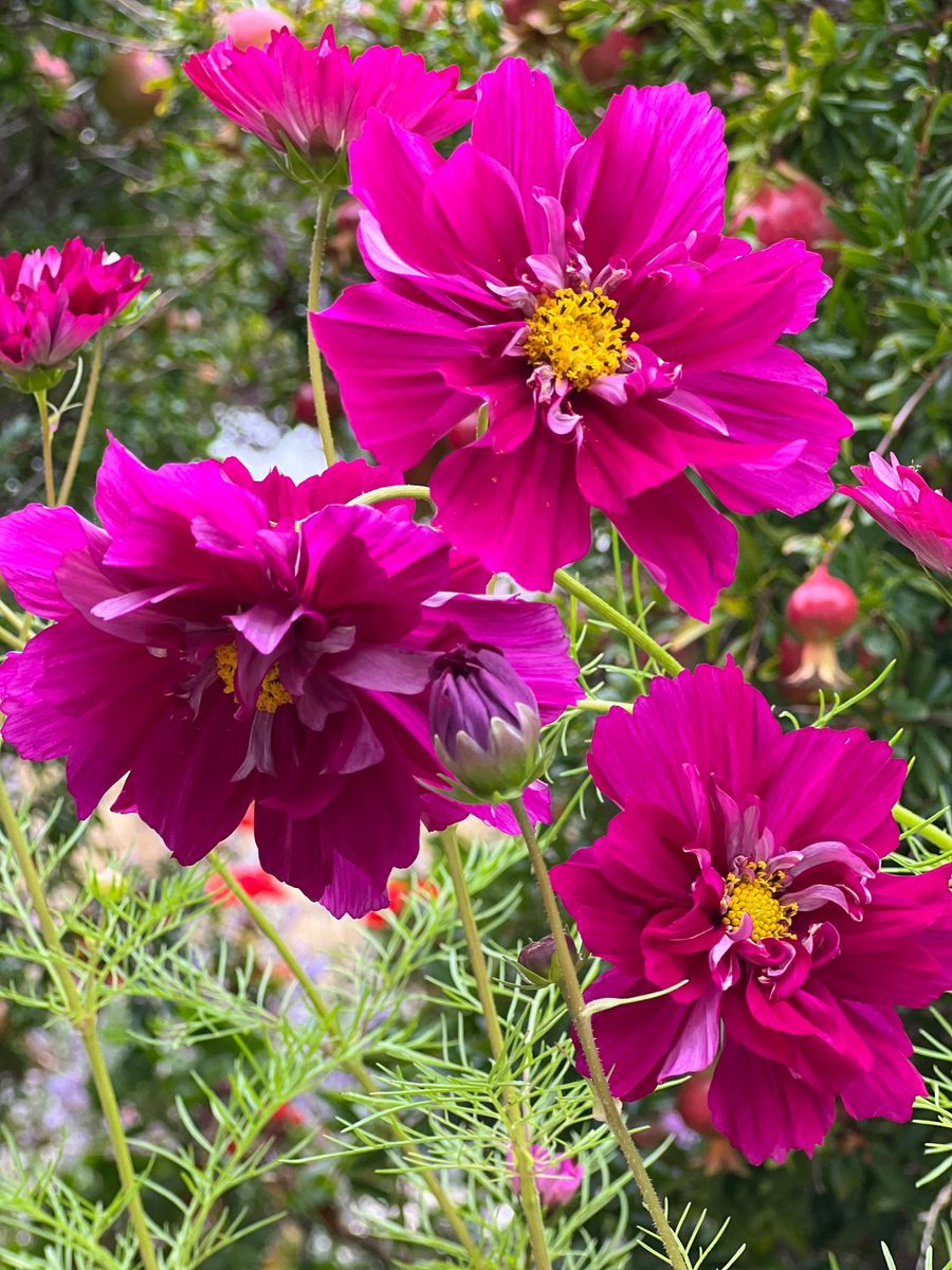 Cosmos Double Click - Mix