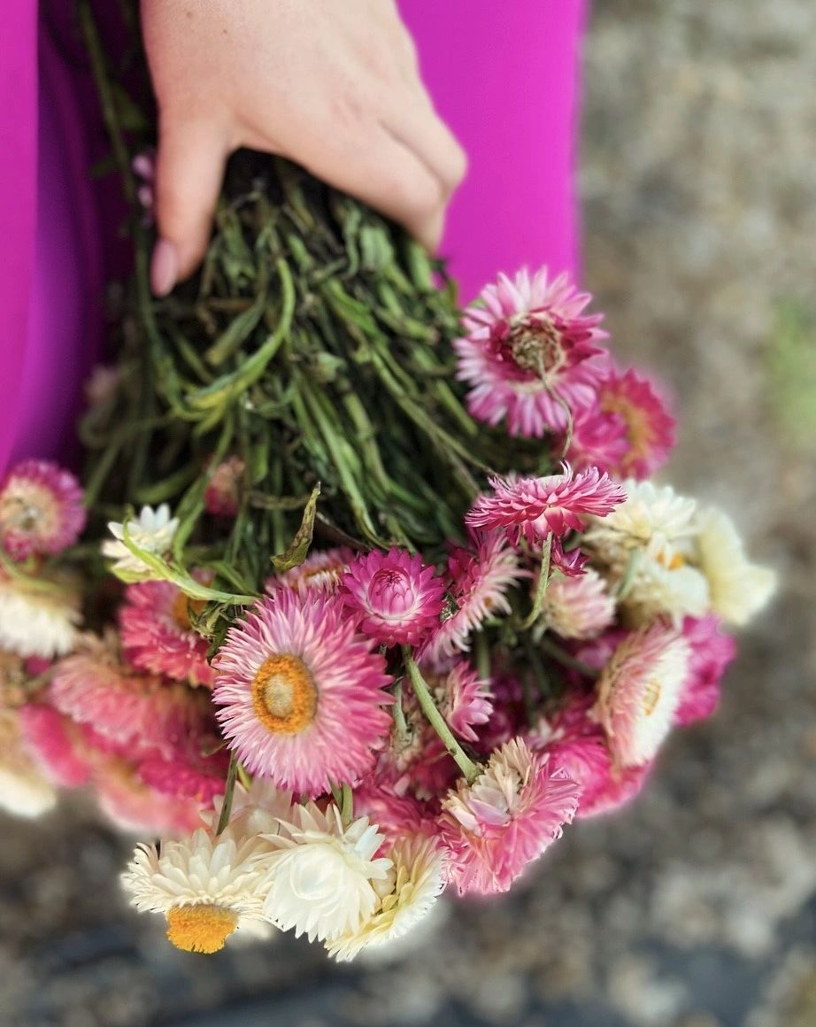 Everlasting Daisy