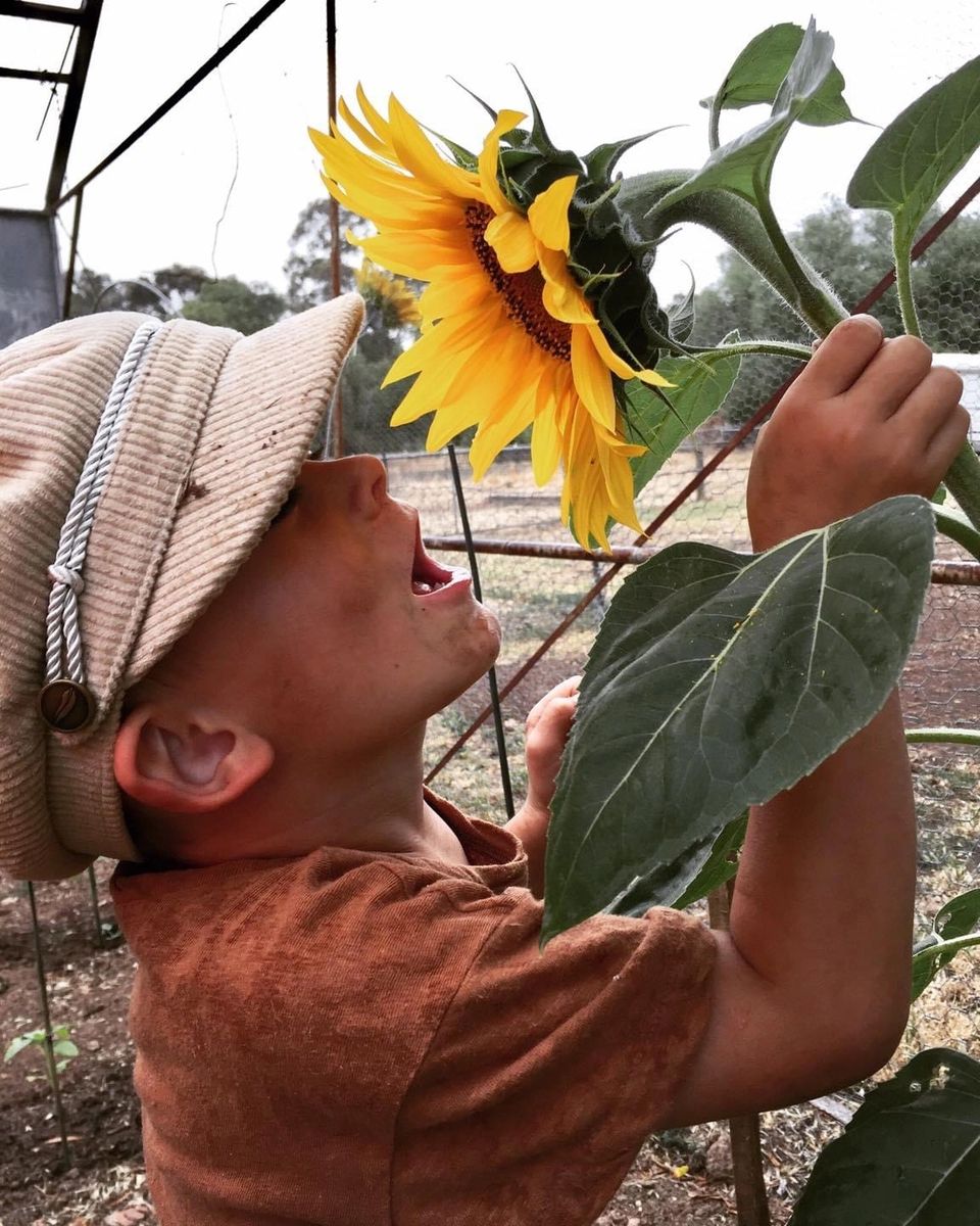 Sun King Sunflower Seeds