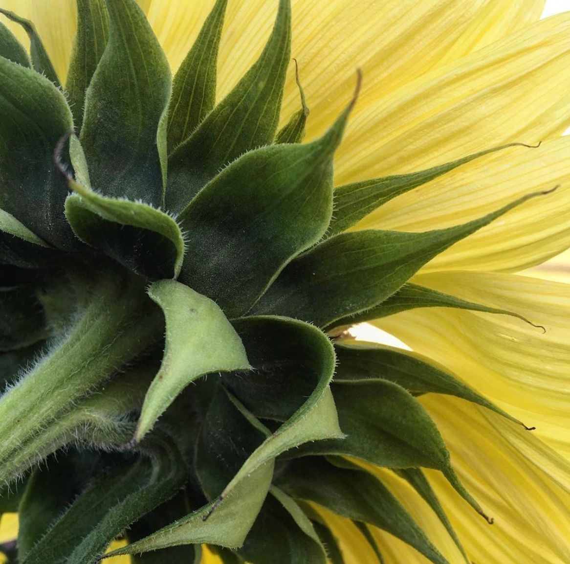 Lemon Striker Sunflower