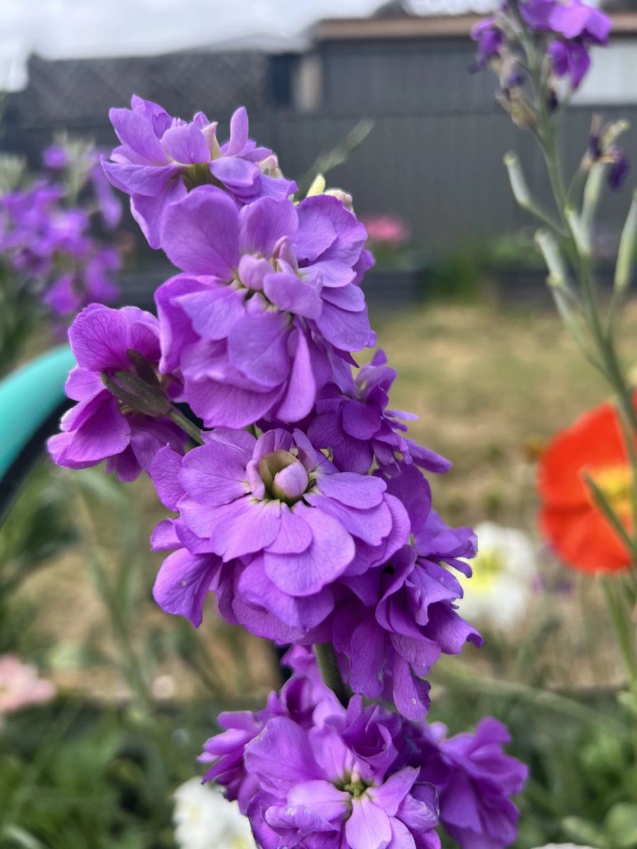 Stock Giant Column Flower - Lavender