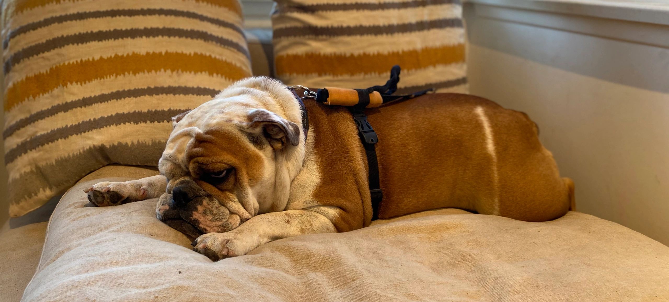 Indoor & Outdoor Humane Dog Trainer | Ozzidog Control Leash