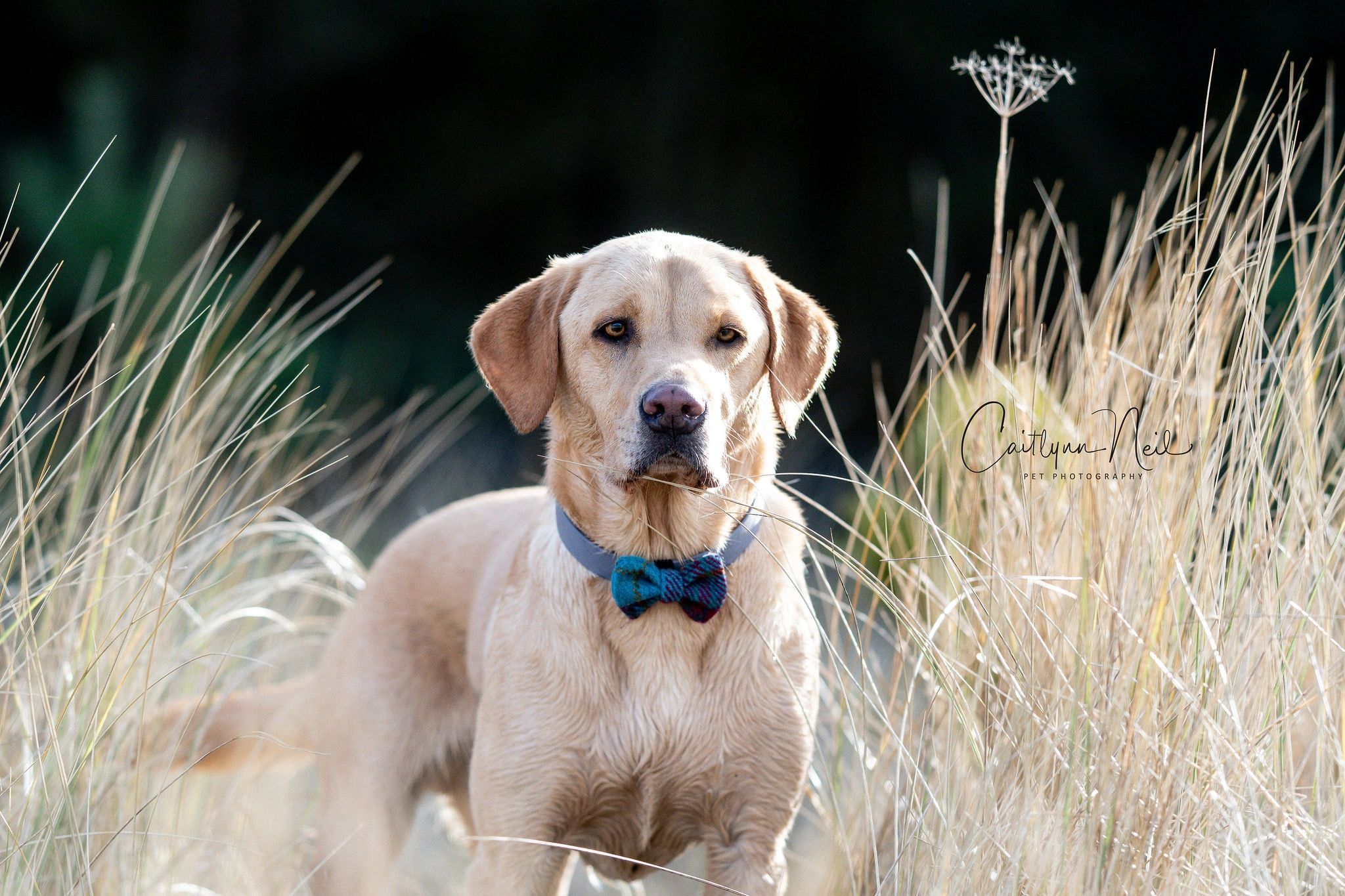 Puppy & Group Classes