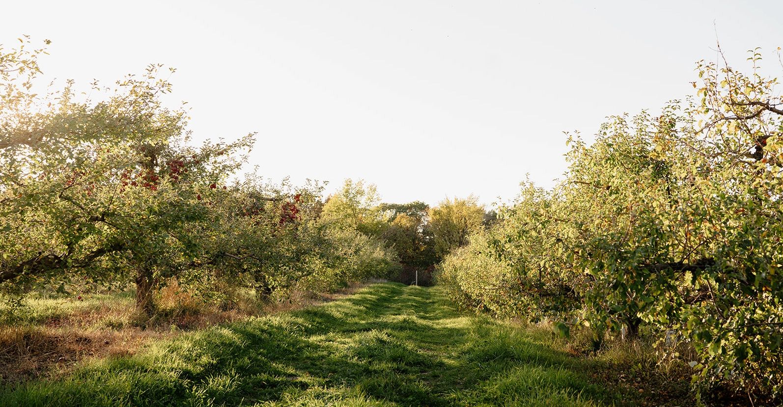 Gilchrist Orchard - Minnesota Fresh Apples, Holiday Gift Boxes