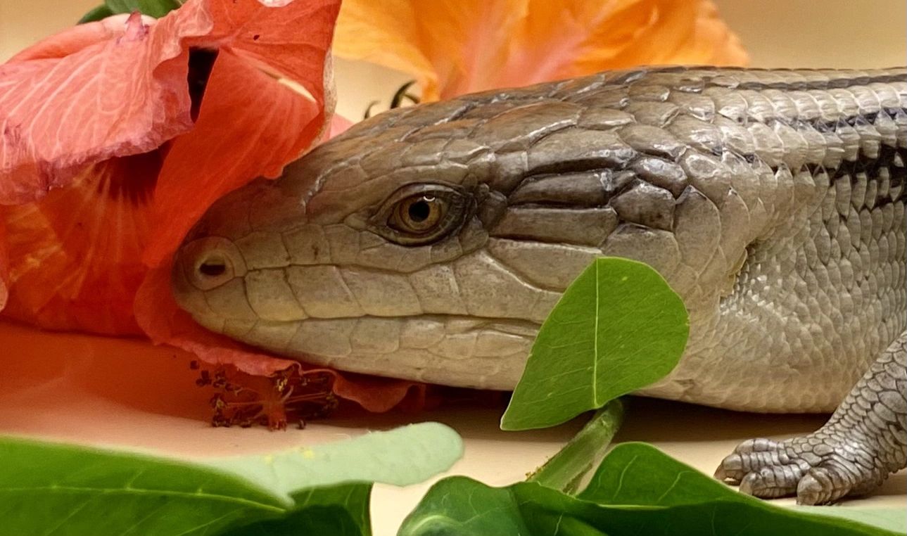 Captivity’s Conundrum - Non-traditional pets choose captivity?