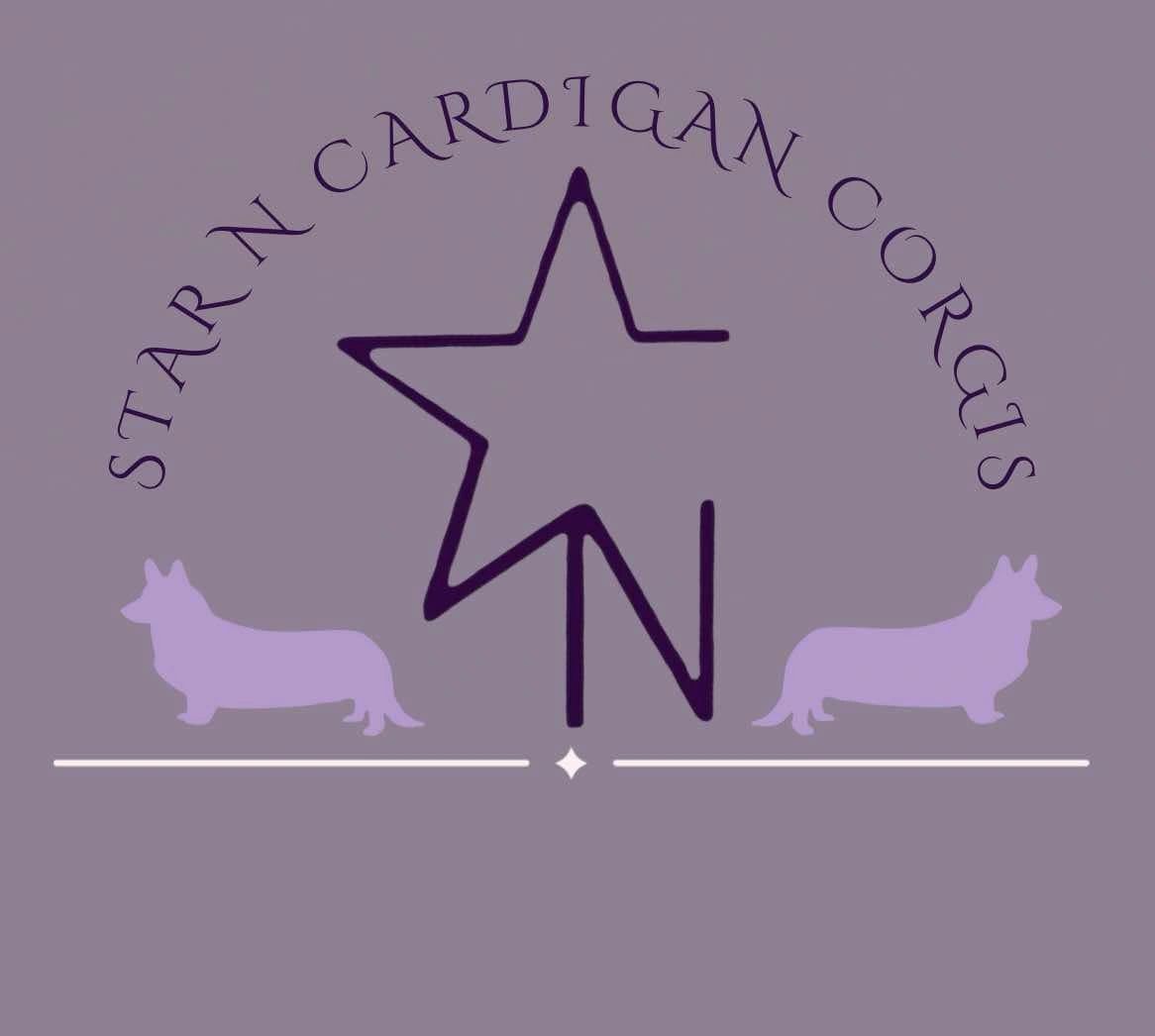Corgi Puppies for Sale - Star N Cardigan Corgis