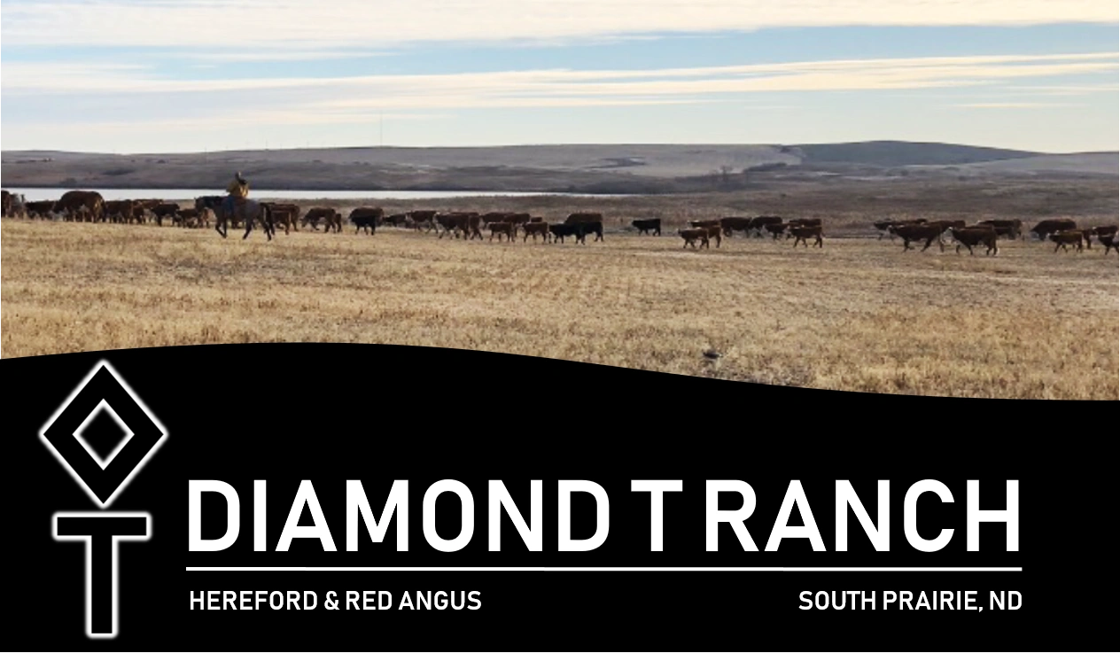 Cattle, Ranch - Diamondtranchnd - Minot, North Dakota