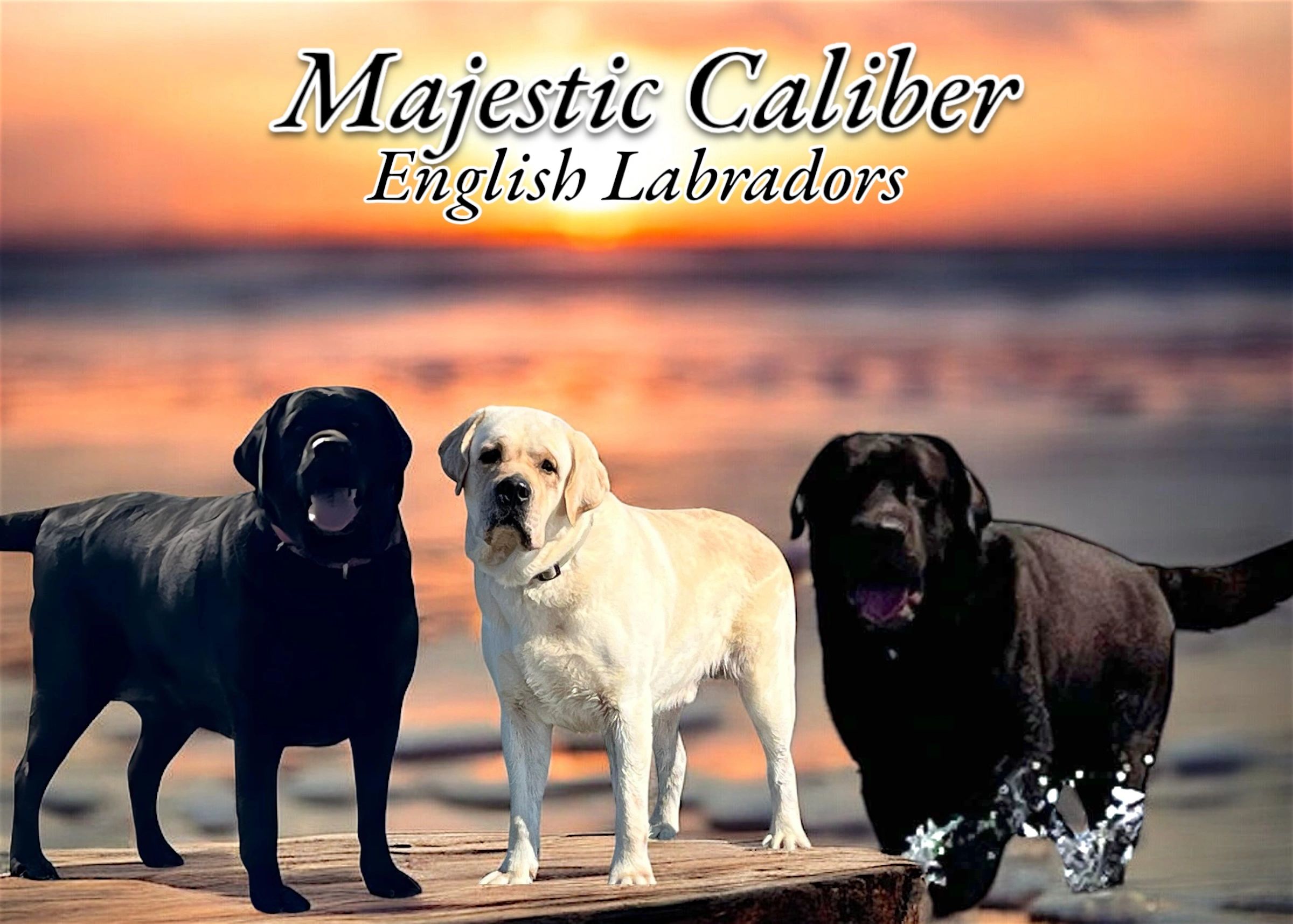 Top Lab Breeders in the Country