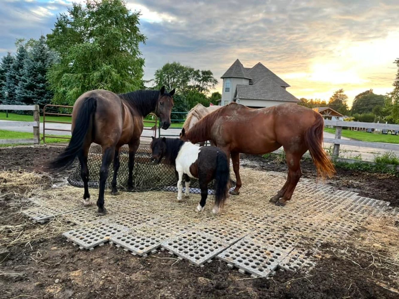 Effective Mud Control for Livestock | Michigan Mud Control
