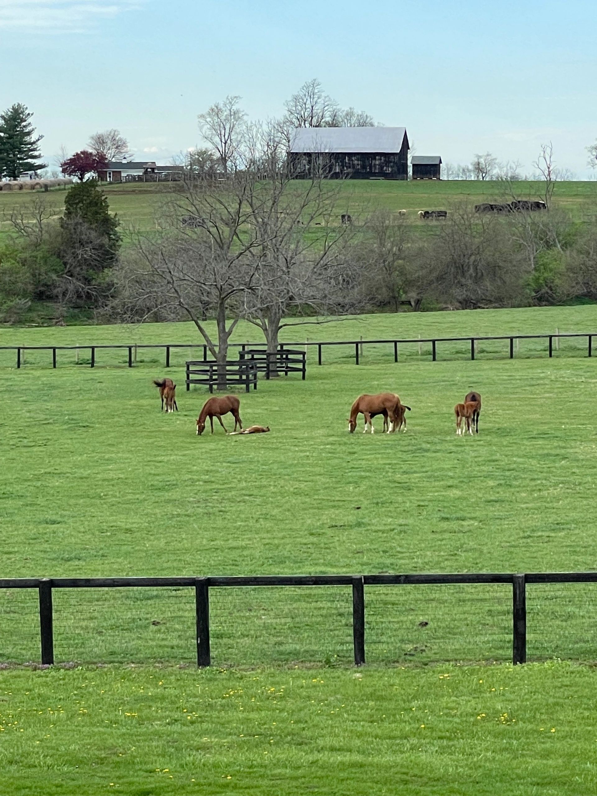 Henleyfarmsinc - Horse Farm, Equestrian