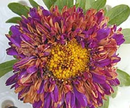 Itersonilia en la Gérbera