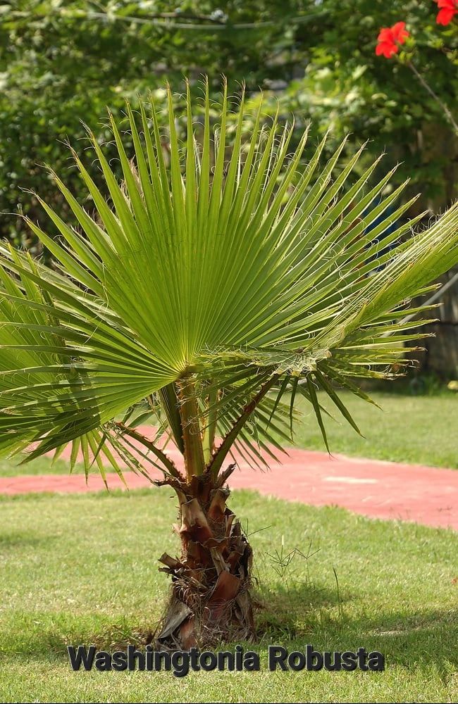 Washingtonia Robusta