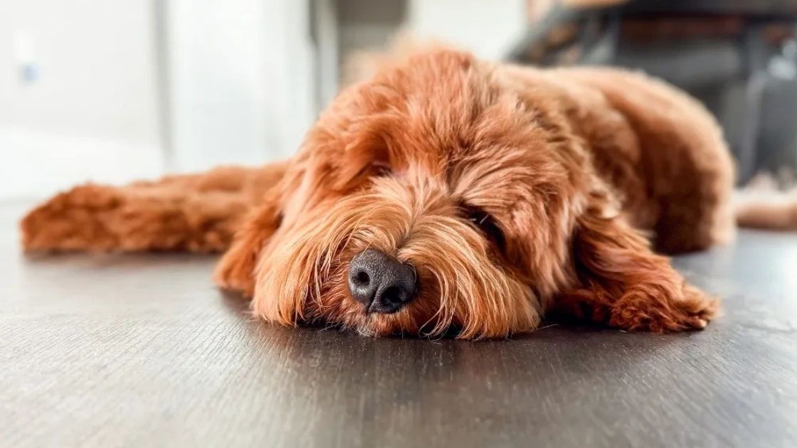 Goldendoodles for Sale in Montana | Montana Raised Doodles