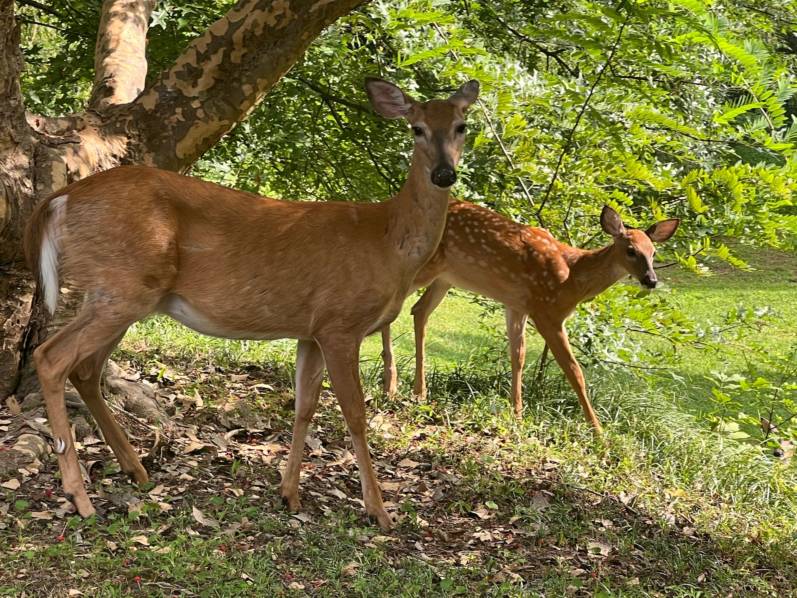 Free Native Plants | Scientists Cliffs Association