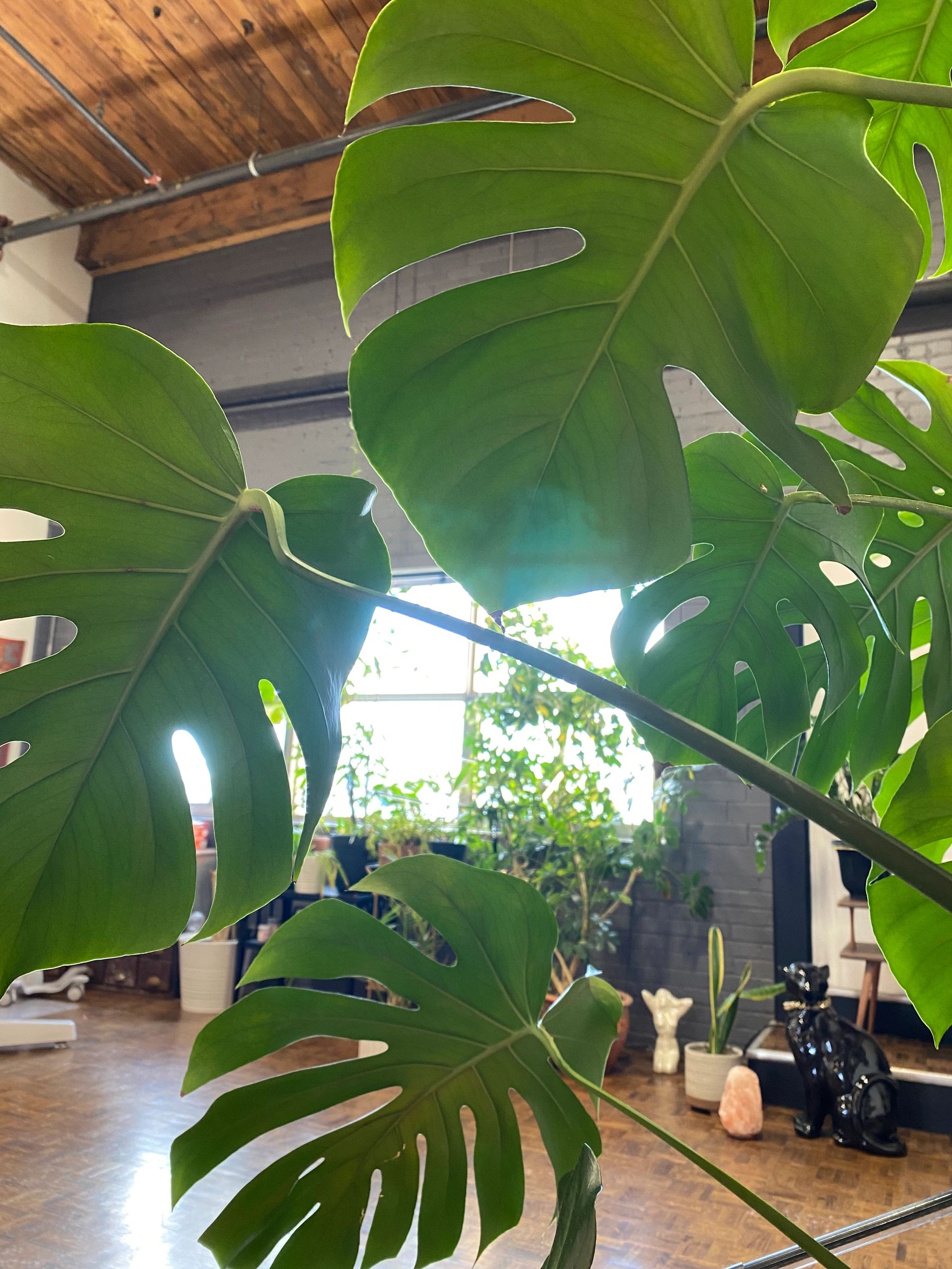 Custom Tattoos | Tuff Cat Tattoo