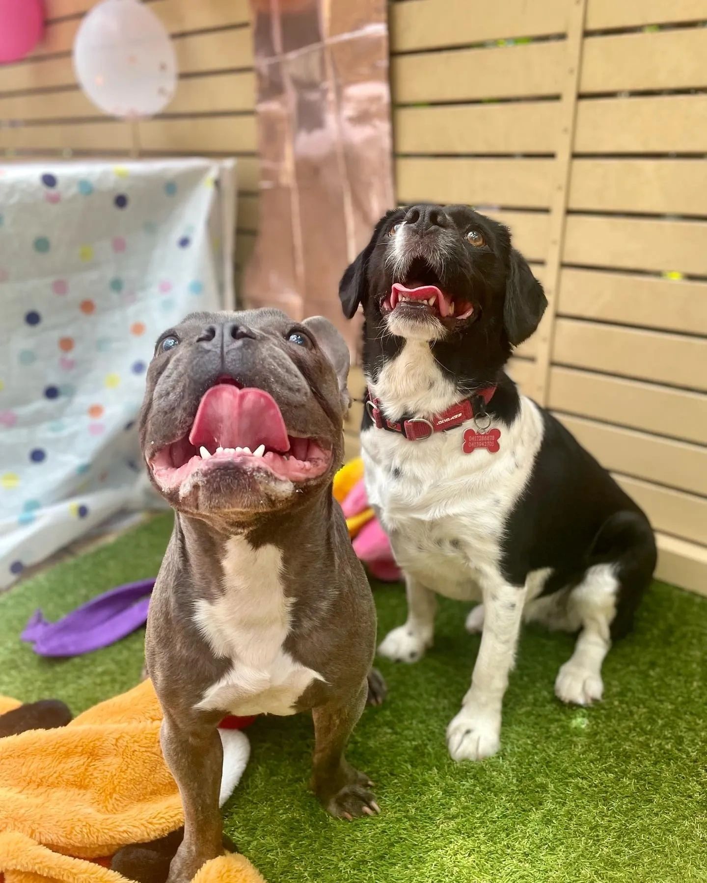 Paws & Claws Academy