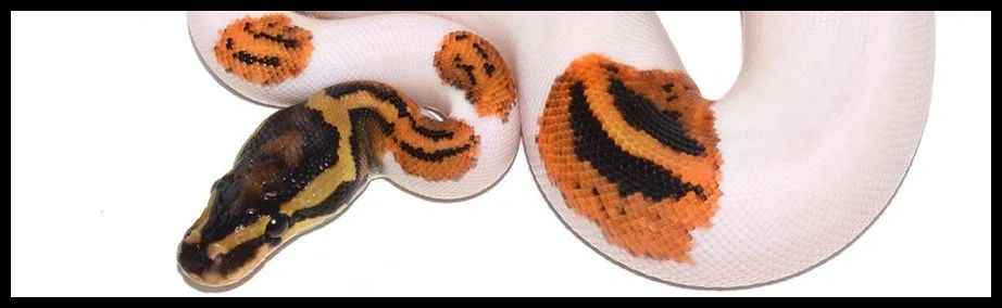 Captive Bred Excellence - Snakes for Sale, Ball Pythons, Mountain Kings ...
