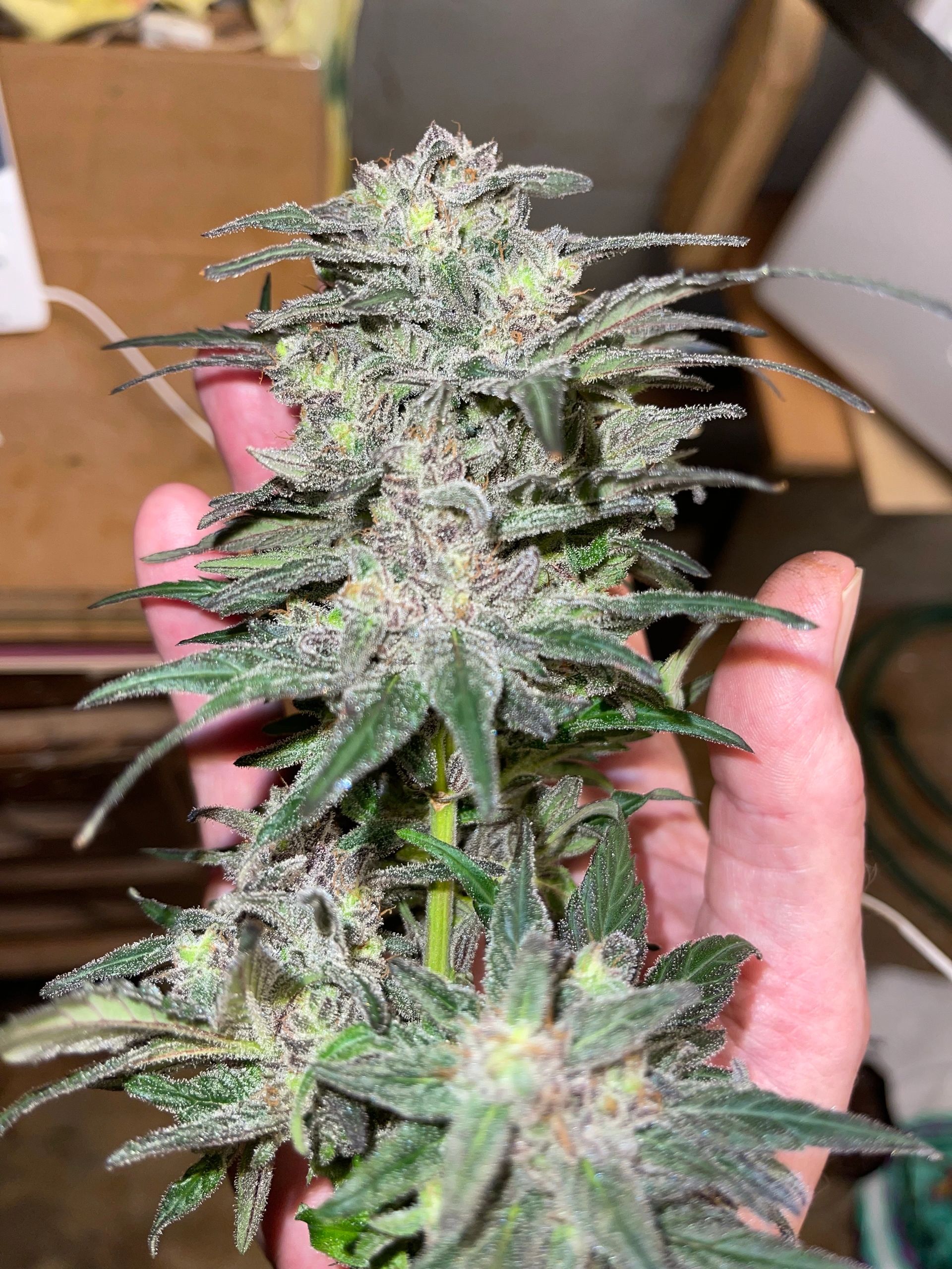 DRG Black Apple Kush
