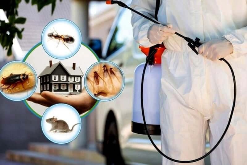 Effective Pest Control Treatment Services