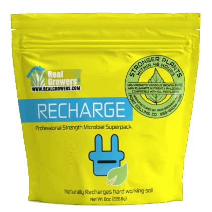 Real Growers Recharge 8oz