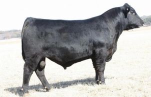 Henke Angus Farms
