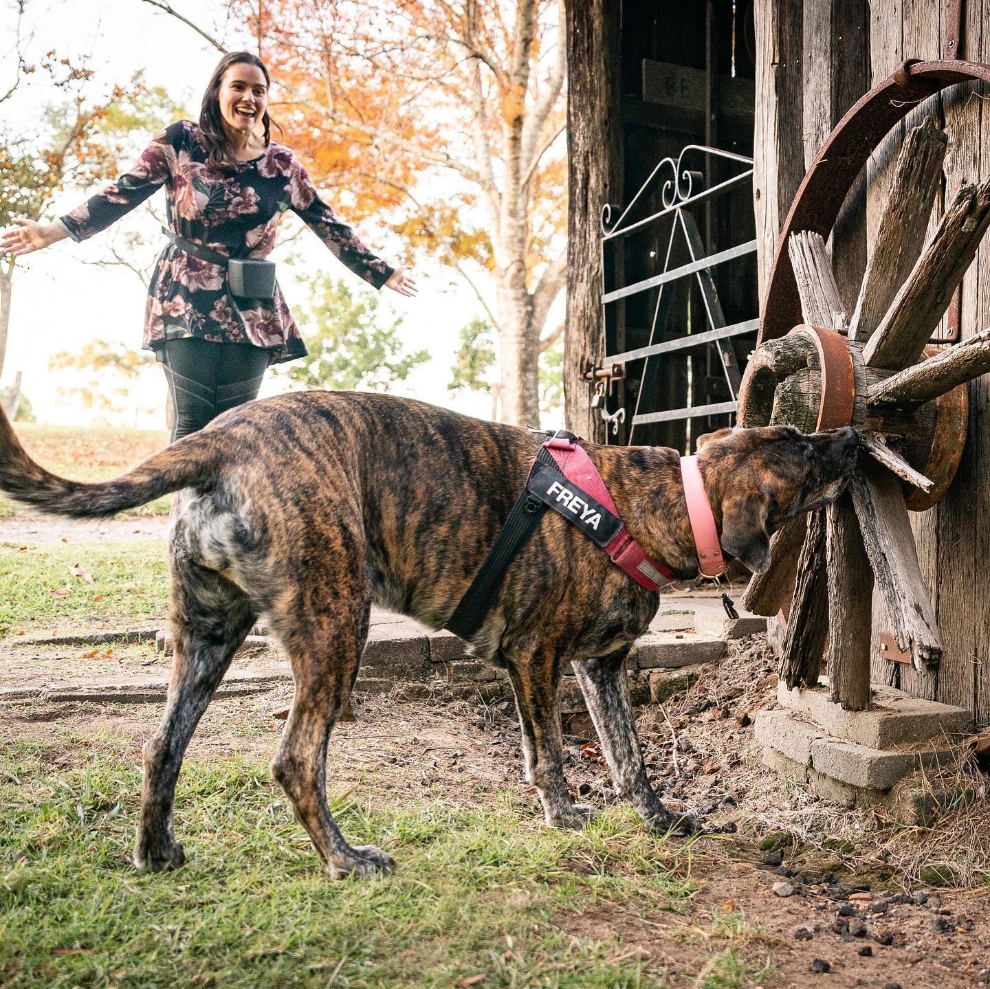 Scent Work Training for Dogs | Sniff and Learn Dog Training