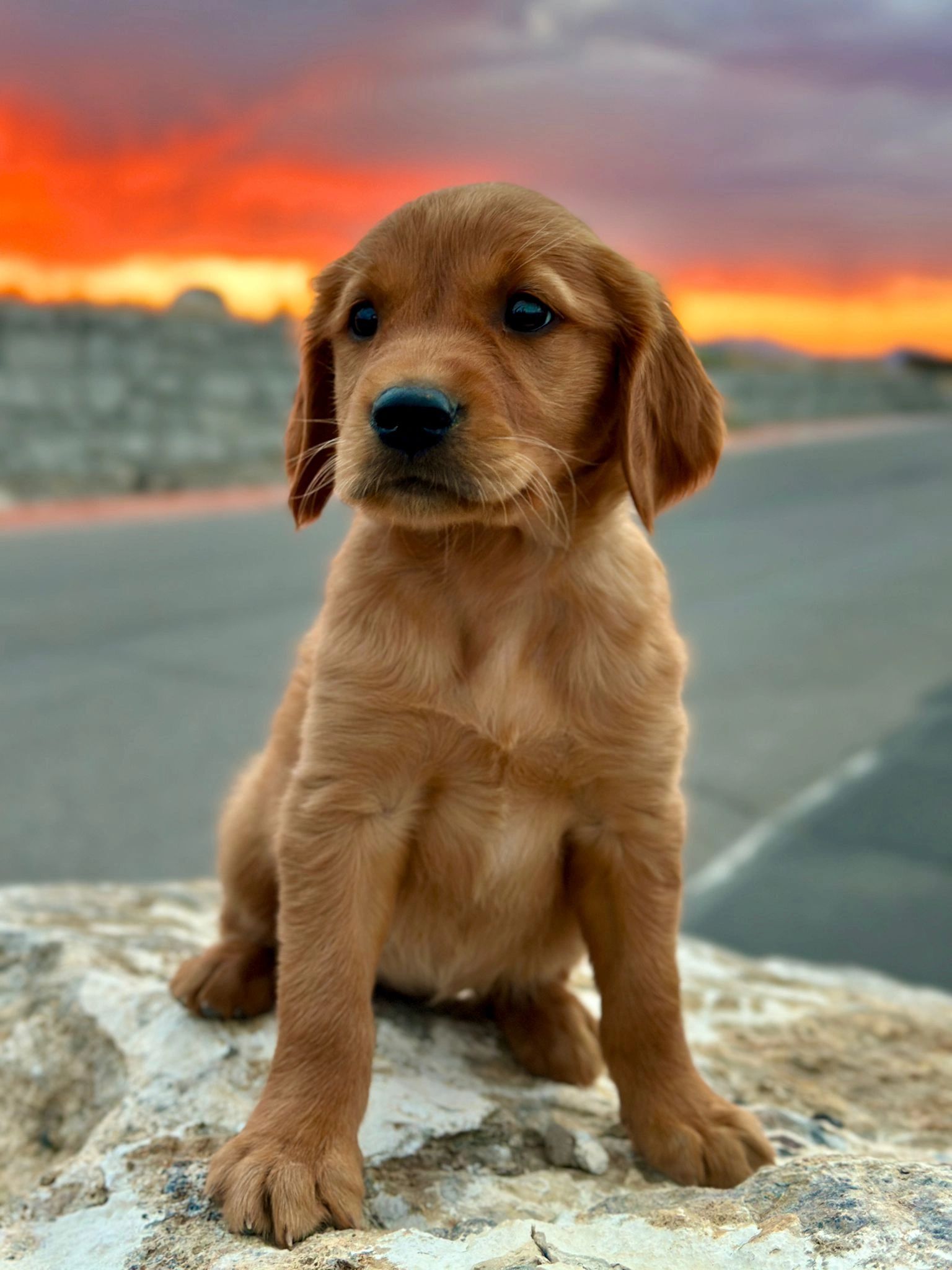 AKC Golden Retriever Puppies - Red Valley Retrievers