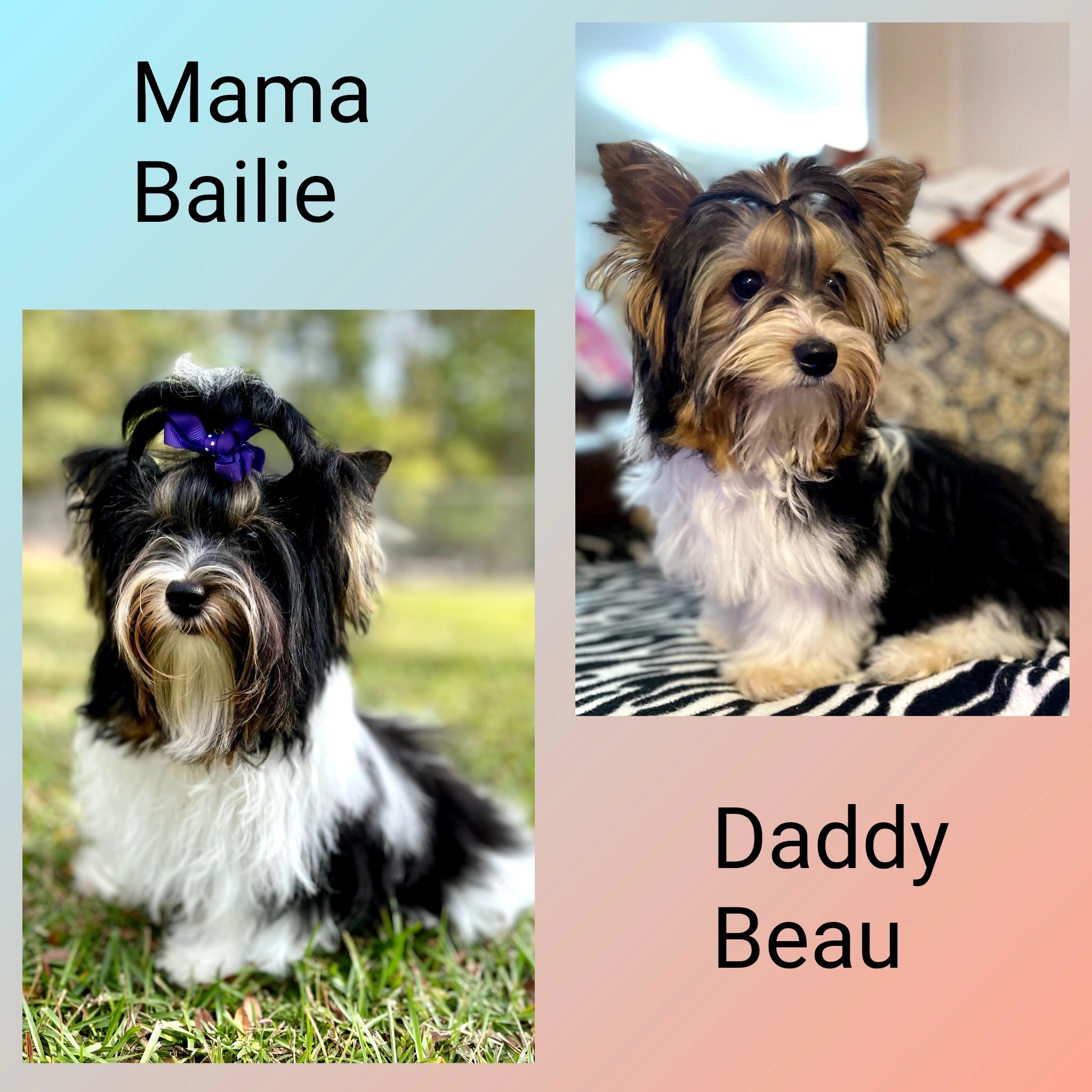 Available Puppies | Southeast Biewers
