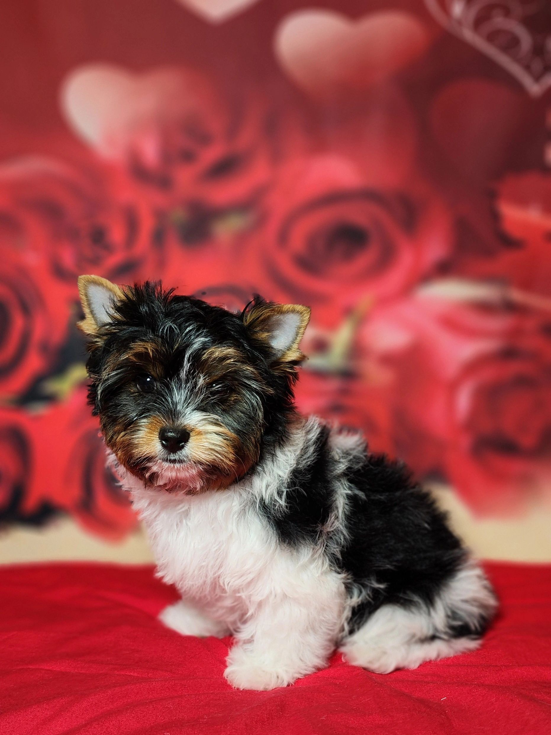 Available Puppies | Southeast Biewers